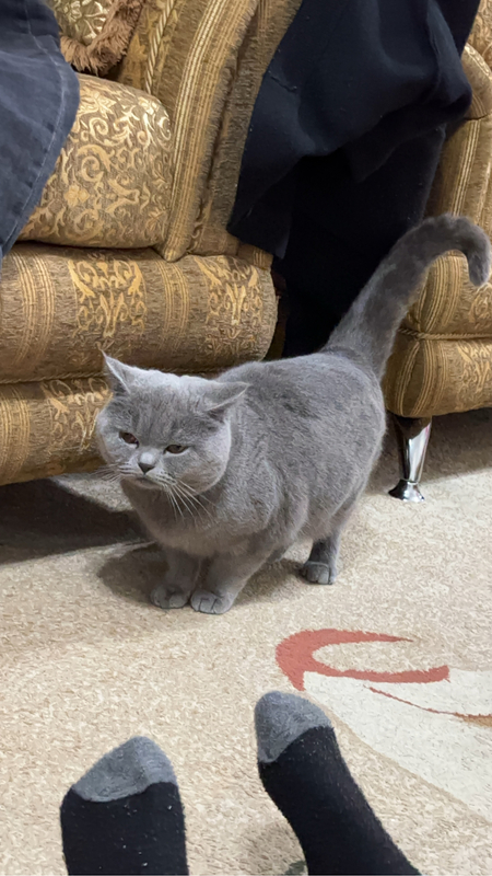 Продается Кот