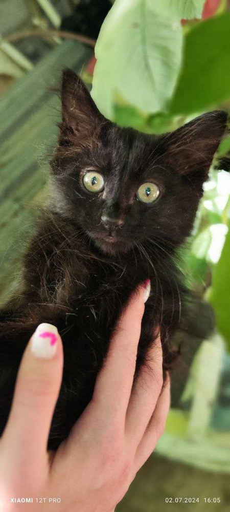 Котёнок, мальчик, 2 месяца