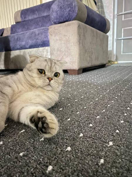Продаётся котенок девочка!