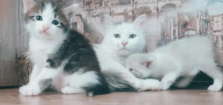 Котята в добрые руки