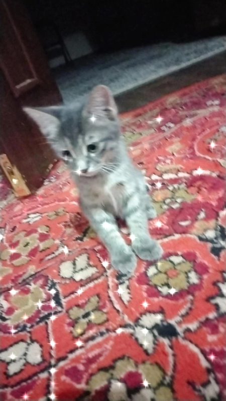 Mushukchami zoʻr juda aqlli ham ozoda