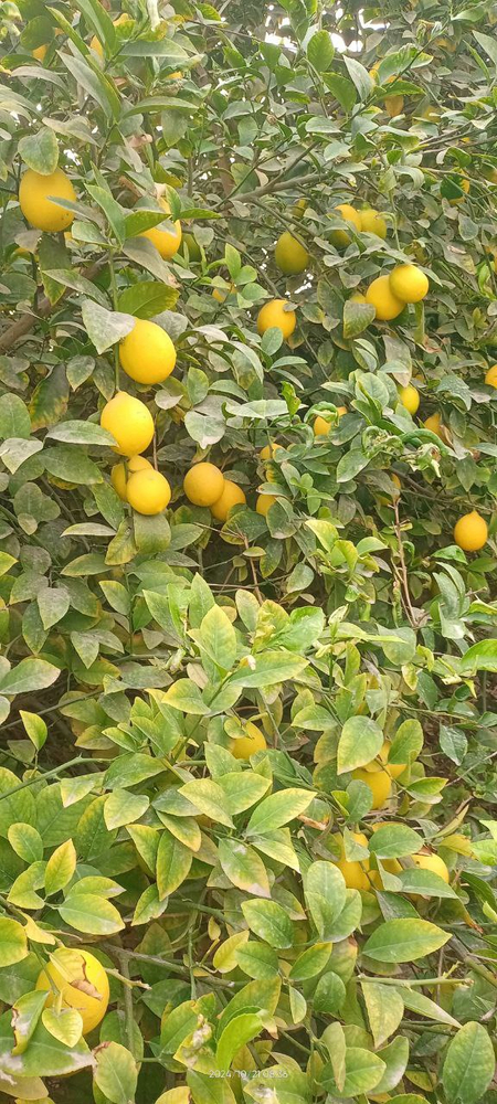 Limonlar sotiladi