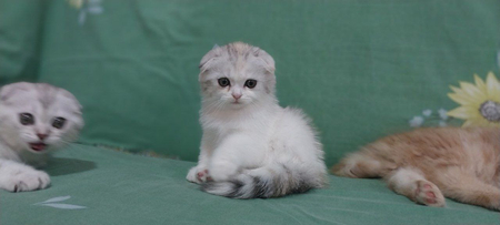 Скоттиш фолд цена 150$