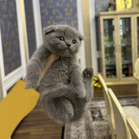 Тедди мимишки Элитте Чистокровные