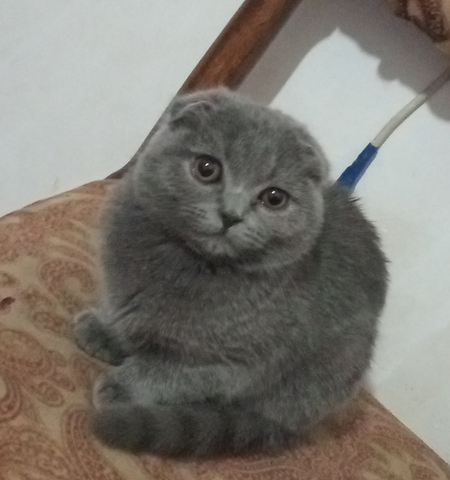 Скоттиш фолд прадаються