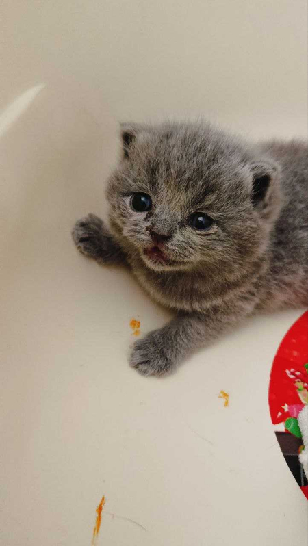 Scottish Fold кошка продается