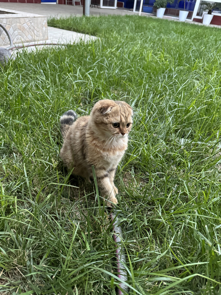 Котенок скоттиш фолд 7 месяц девочка