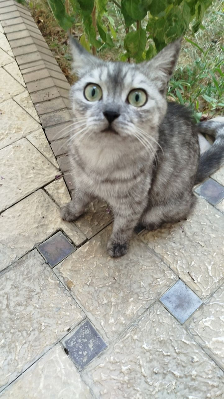 Skotsh strayt 2 oylik