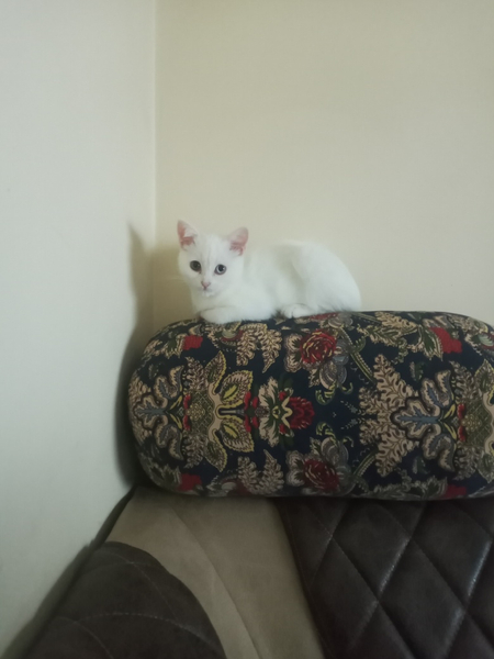 Продаётся котёнок