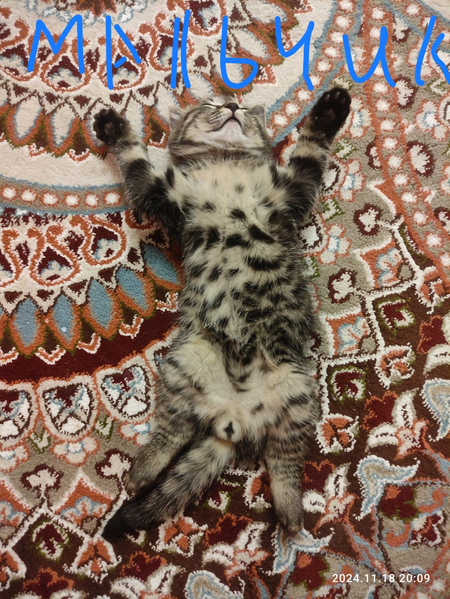 Продаются котята