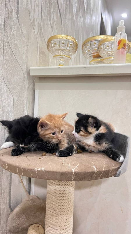 В добрые руки котята