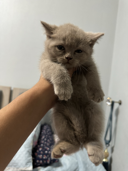 продажа котят