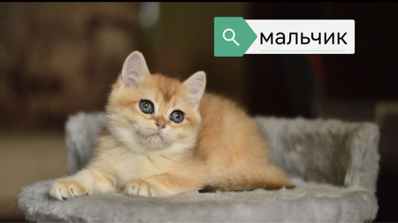 Котёнок золотая Шиншила