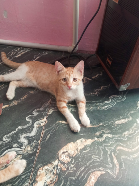 Котик девочка 3месяца