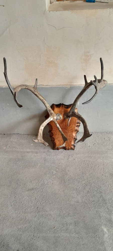 Bugi shoxi sotiladi
