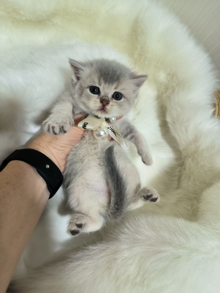 Прекрасные малыши скотишь страйт