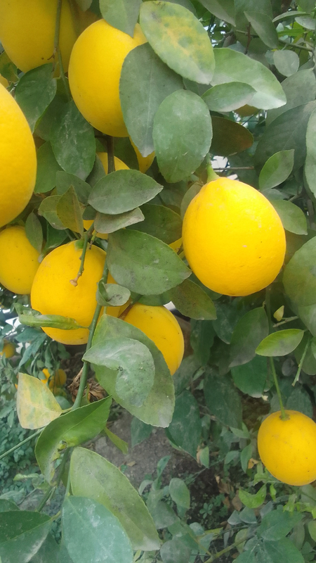 Toshkent viloyati  Qibray tumani    MESNI LIMON