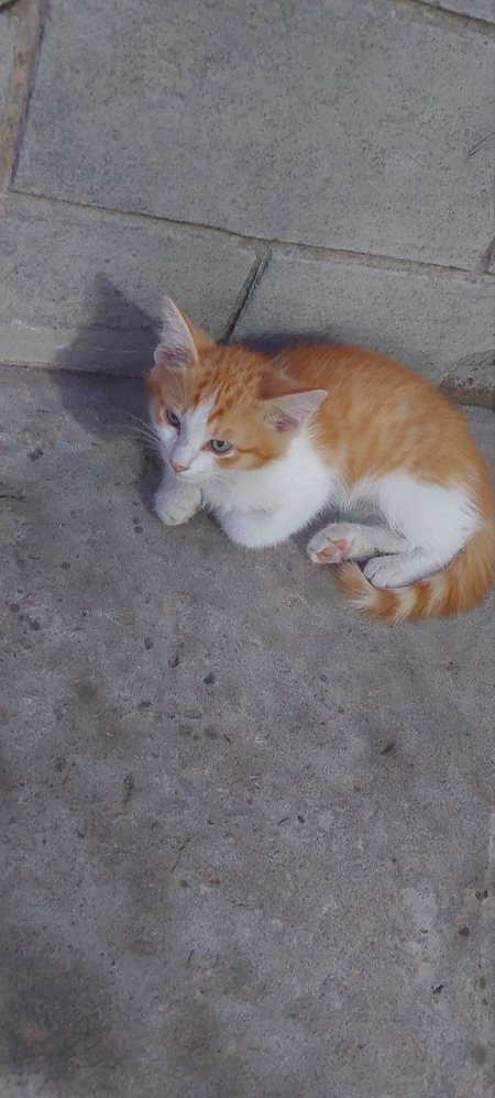 Домашний кошки 3 молчика