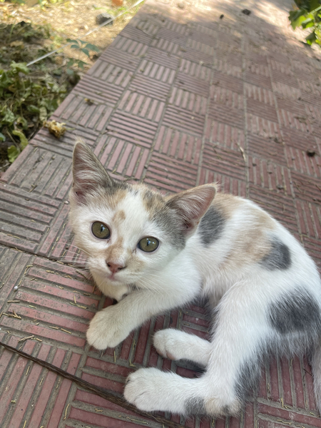 Отдаем котят в добрые ручки