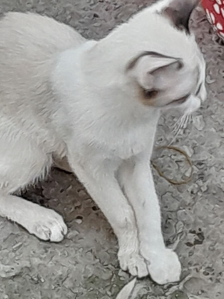 котик  ищет  дом
