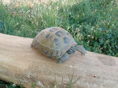 Toshbaqa sotiladi ayol.