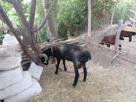 Qochqor 1 yoshar