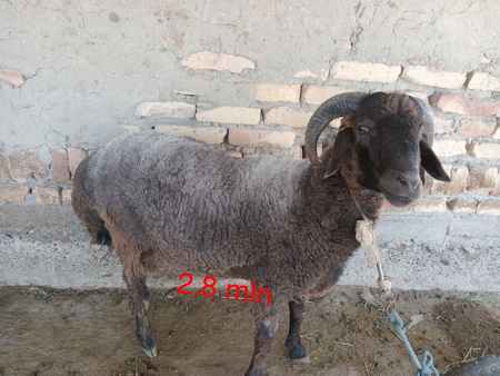 Qoʻy qoʻzilar arabi