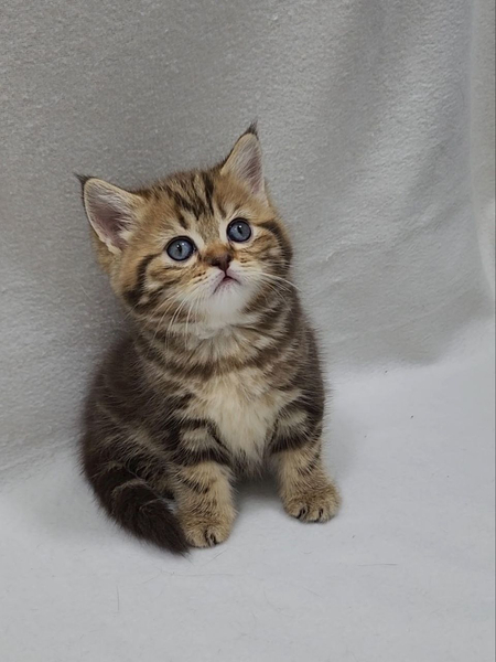 шотландка хайленд котёнок