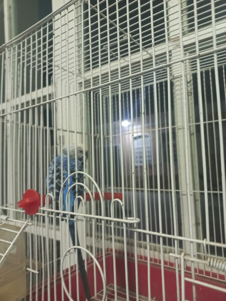 Продою птицу попугай белого синего чёрного цвета