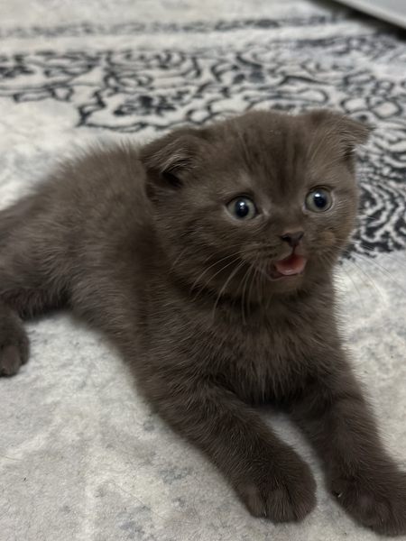 Продаются котята