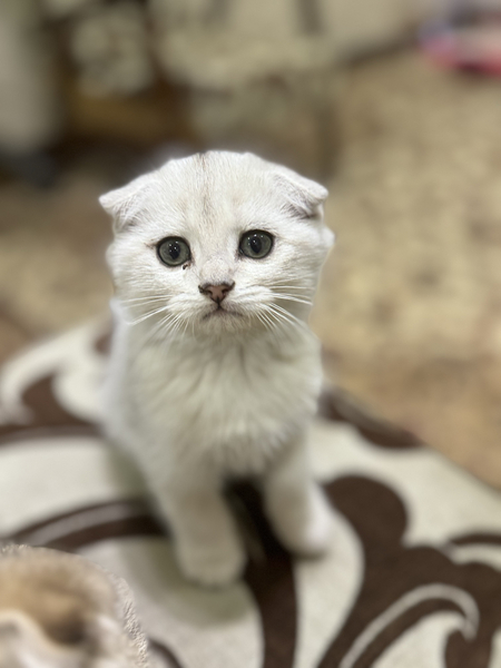 Шиншила кошка