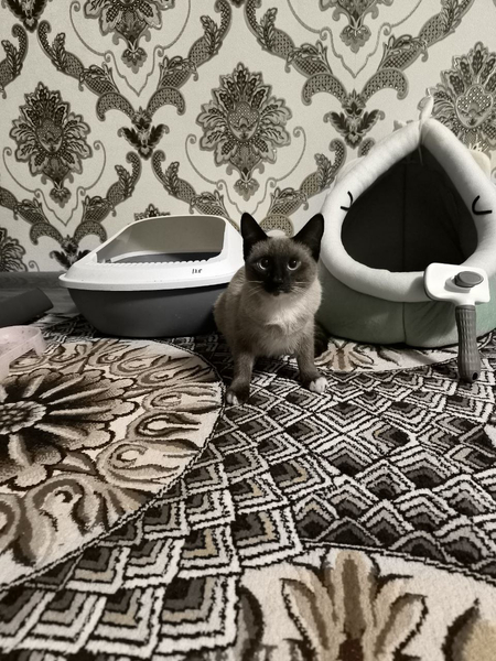 Сичмтске мушук сотилади