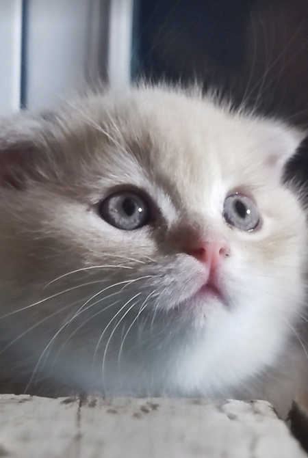 Котёнок скотиш фолд