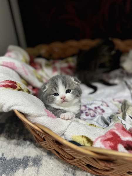 Продаётся котята скотиш фолд