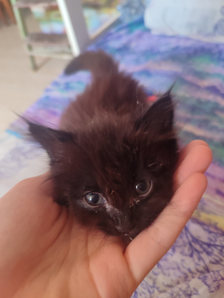 Котёночек + игрушечная мышка