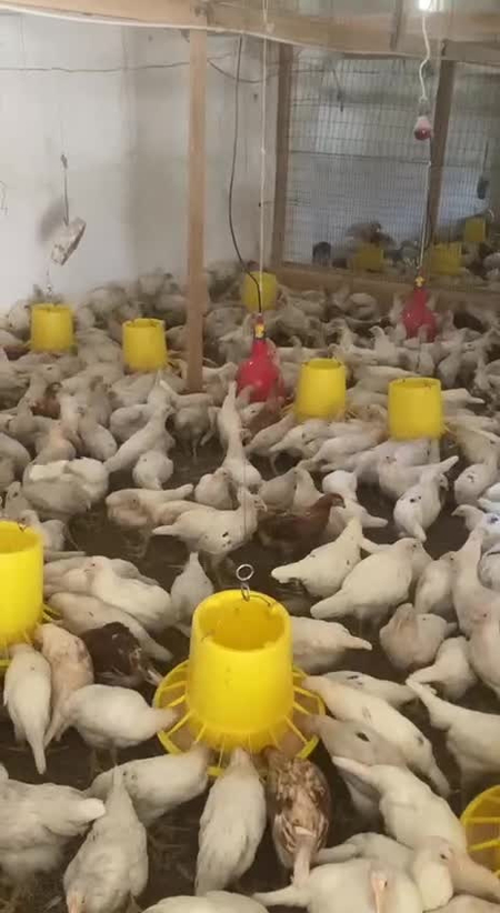 Sendi 100kunlik tovuqlari sotiladi firma abyom va donaga bor