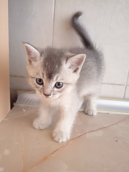 Котята (парода скотш страйт)