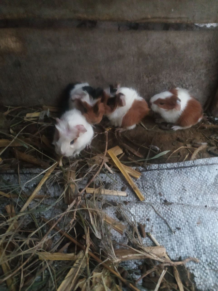 Hemichok ( dengiz chochqasi), hamster