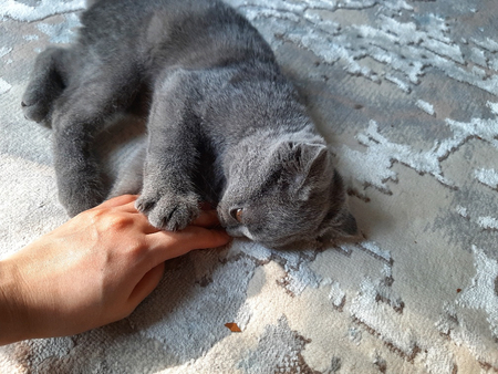 Котята Скотиш фолд мальчики