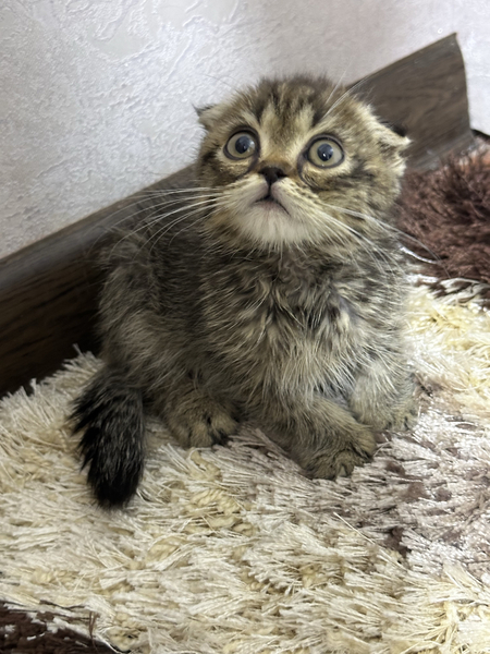Скотиш фолд мальчик 2 месяцев