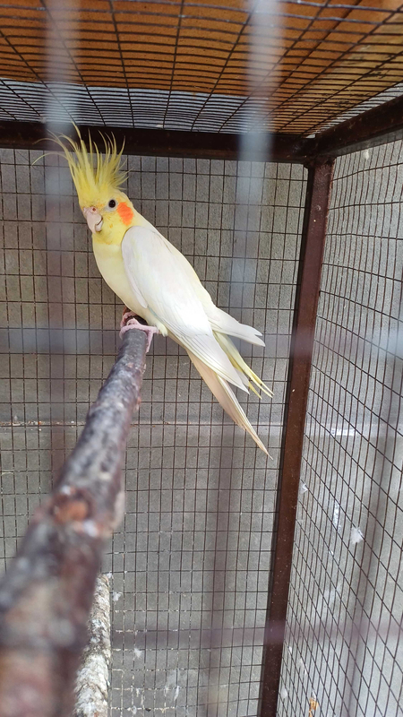 limon korella, kotta liniya