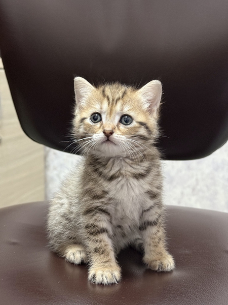 Котята в любящую семью