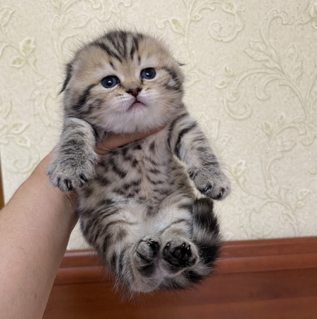 Чистокровные котята
