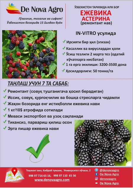 Резавор мевалар кучати маймунжон / ежевика  Малина  In-Vitro