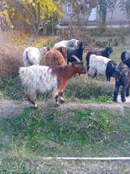 Echkila semiz zur
