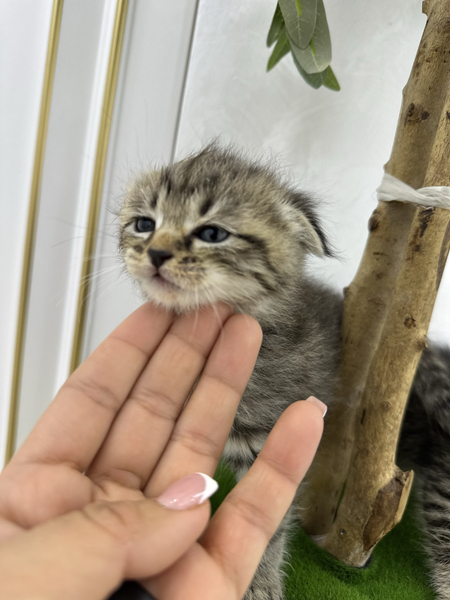 Шотландские вислоухие котята