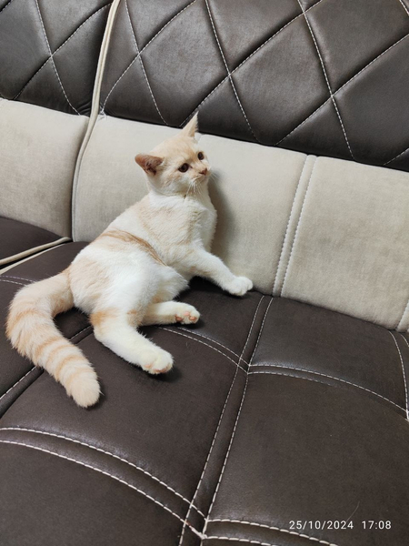 Мушук/ Кошки Скоттиш страйт
