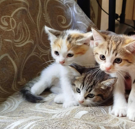 Продам котят мама шиншилла