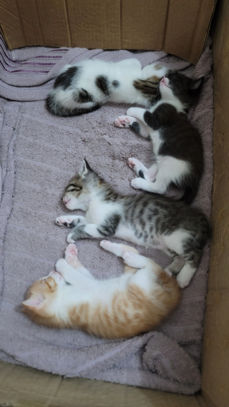 Отдам котята срочно