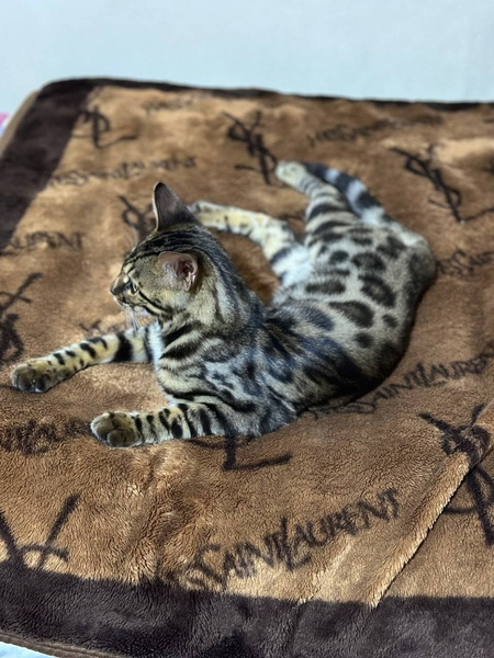 Продаётся кошка своя